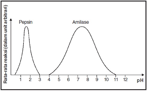 Sifat-Sifat Enzim dan Faktor-Faktor yang Mempengaruhi Aktivitas Enzim ...