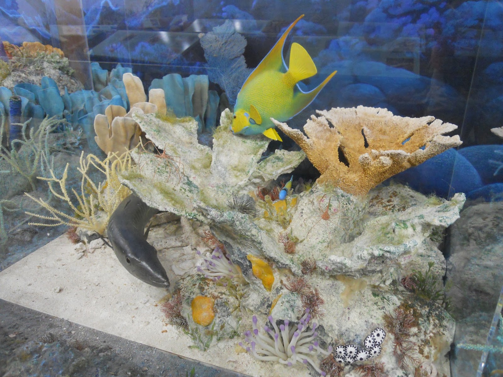 WANDERING WILBURY'S: Biscayne National Park ~ stunning coral reefs