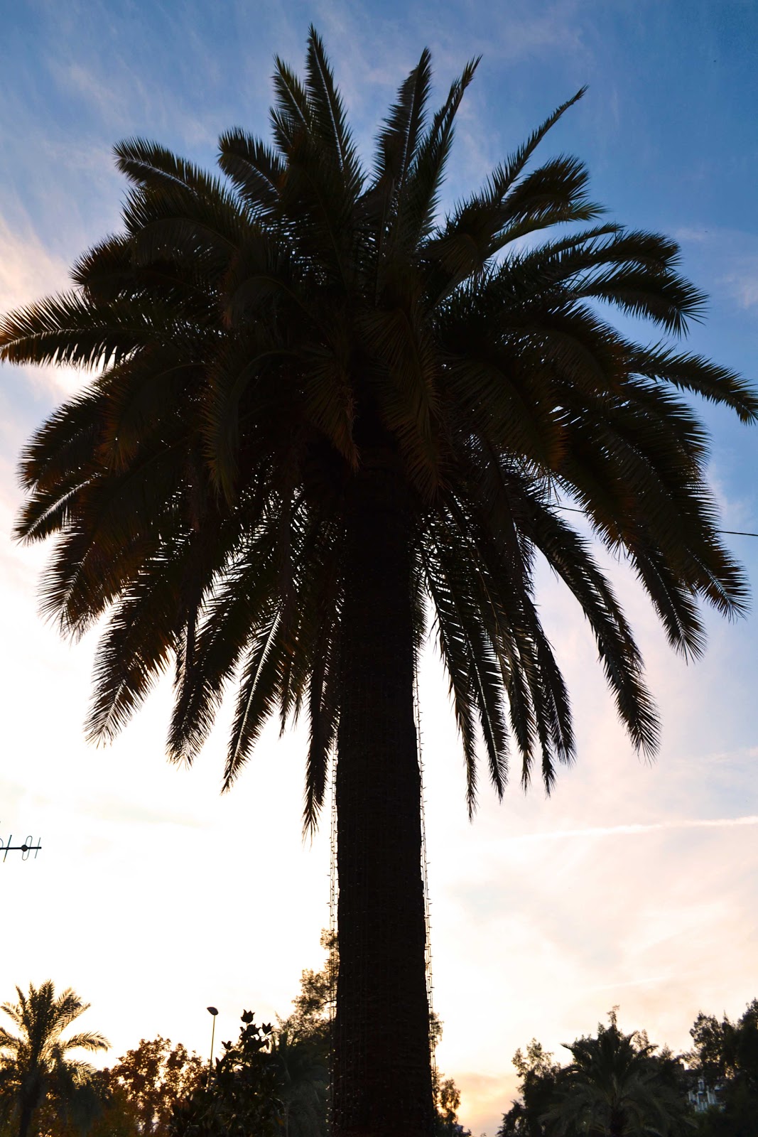 La palmera | Mamen Diez Photography