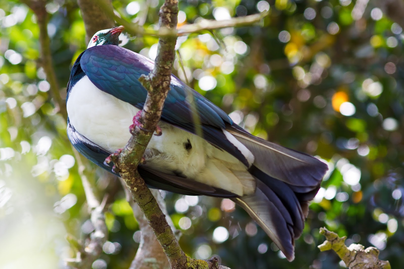 吳言以對: 【NZ】【Birding】Tiritiri Matangi Island
