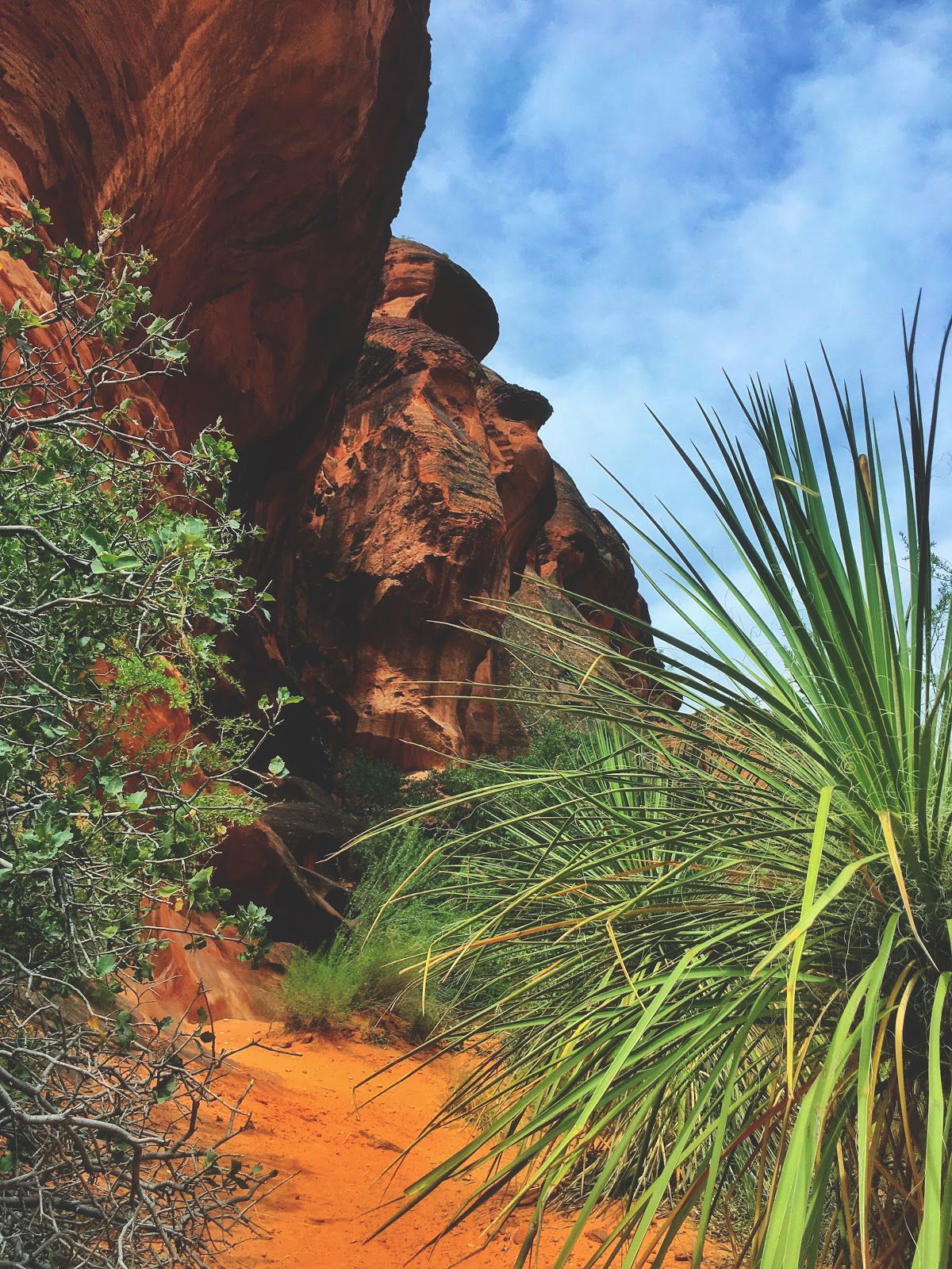 Red Cliffs National Conservation Area - Red Reef Trail