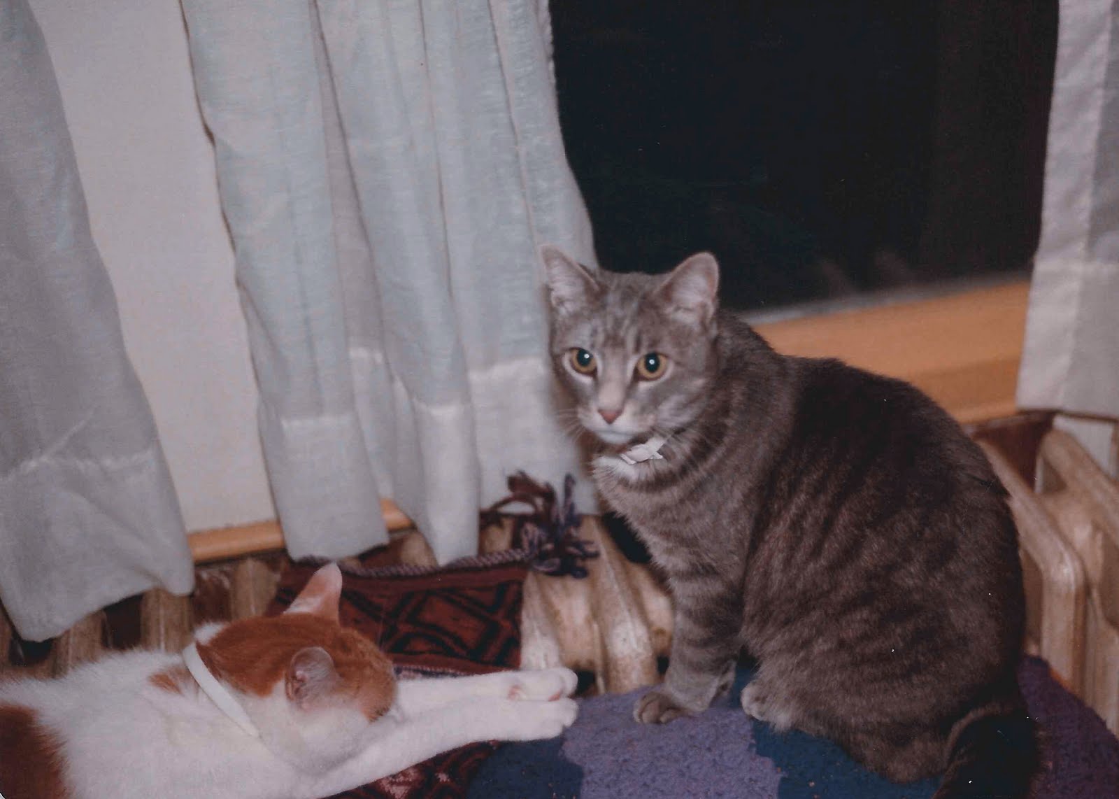 Greta's Genealogy Bog: Memory Monday: We Were the Brady Bunch of Cat ...