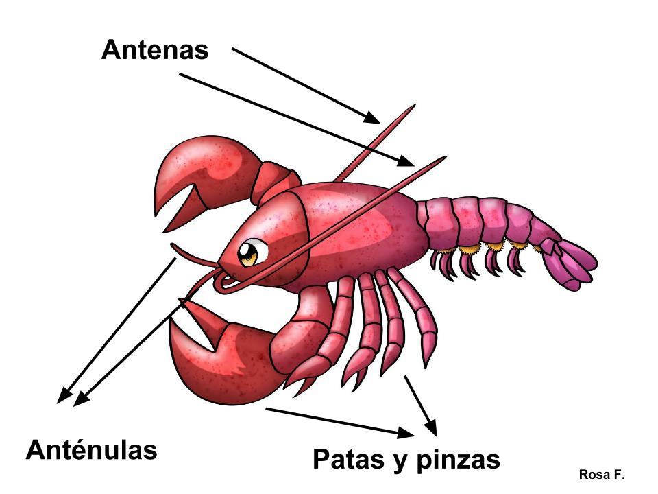 La Chachipedia: Artrópodos