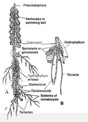 Zoology info: POLYMORPHISM IN CNIDARIA
