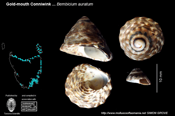 Lola Greeno's maireener workshop: The Shells