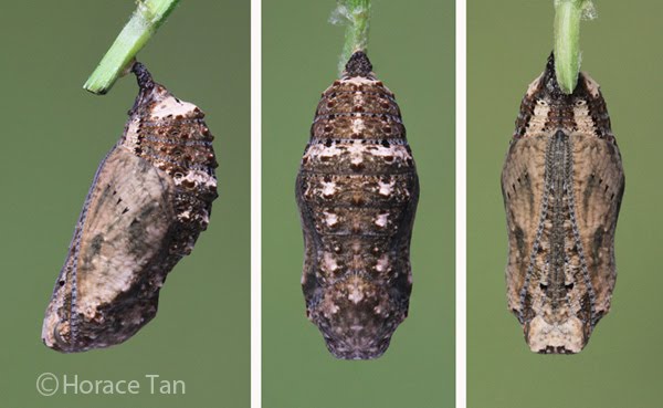 Butterflies of Singapore: Life History of the Blue Pansy