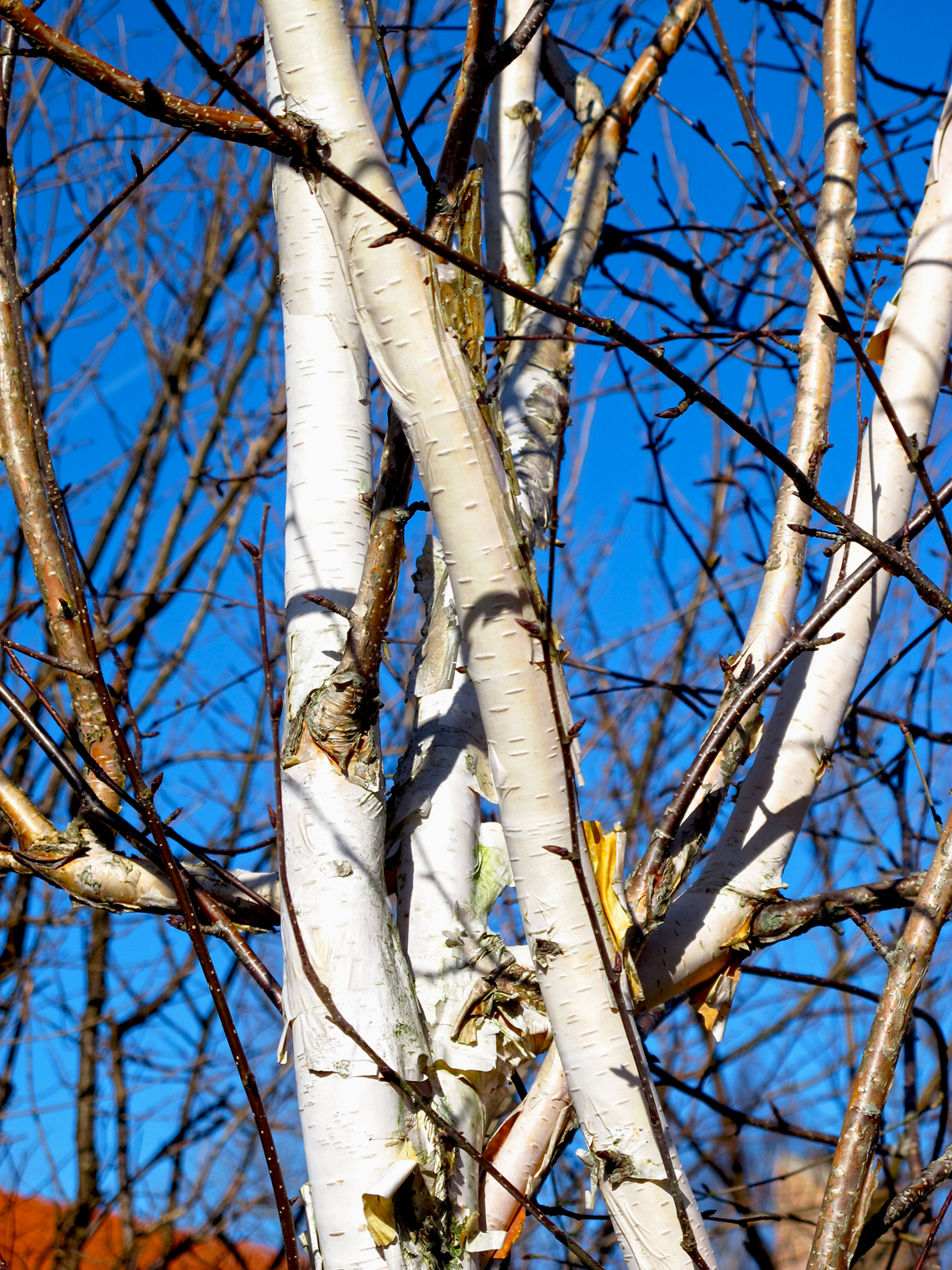 Life Through Reflections...: Baby Birch.