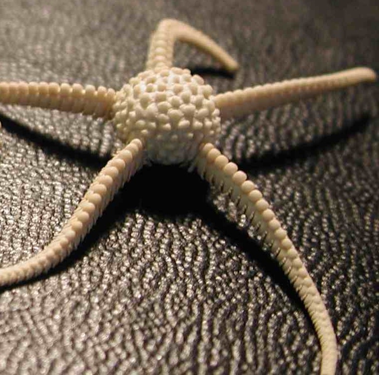 The Echinoblog: 10 of the WEIRDEST Antarctic Invertebrates!!