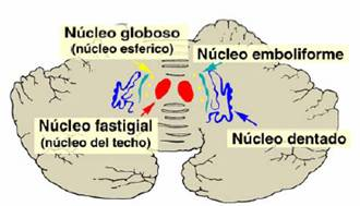 sustancia gris del cerebelo: SUSTANCIA GRIS