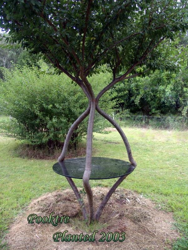 Pooktre - Tree Shaping