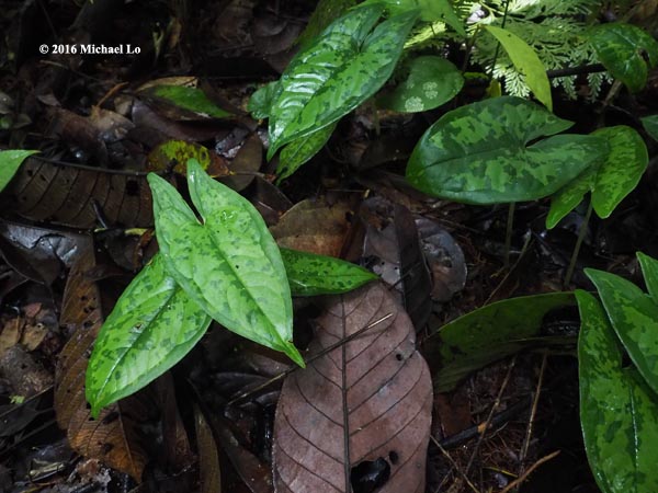 The rainforests of Borneo & Southeast Asia: Escape the tropical heat in ...