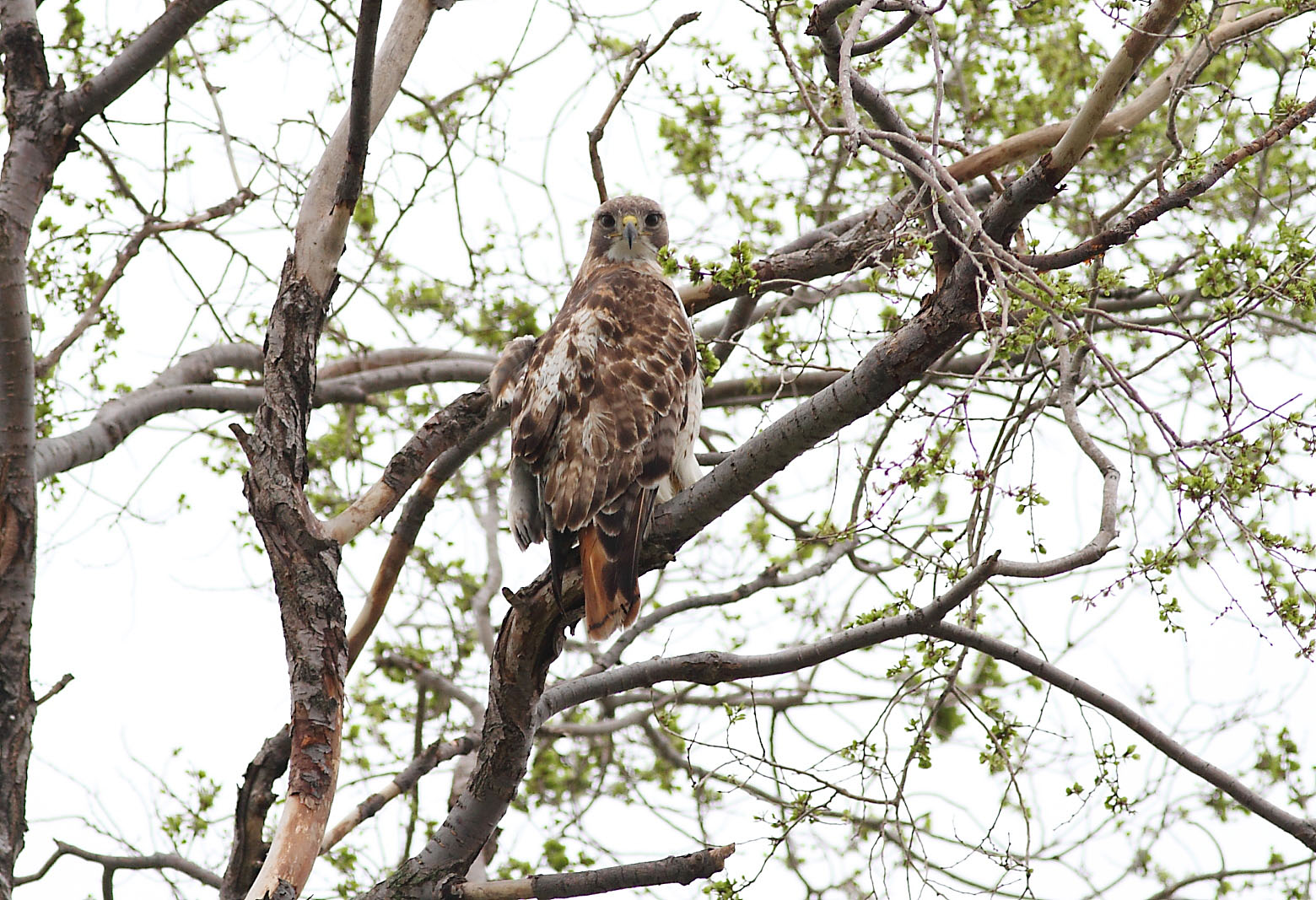 Red-Tailed Hawks of Wexford: Male Red-Tailed hawk taking rest from nest ...