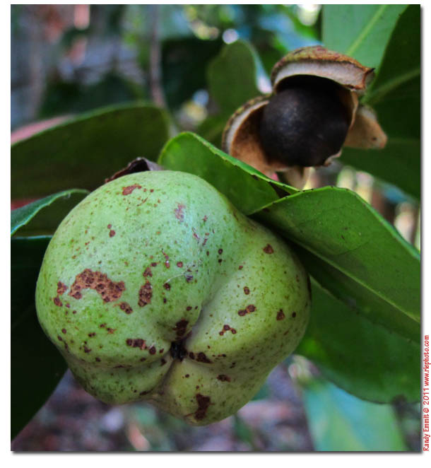 Randy & Meg's Garden Paradise: Camellias Planted!