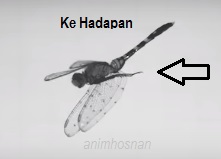 Anim Agro Technology: BAGAIMANA PEPATUNG TERBANG?