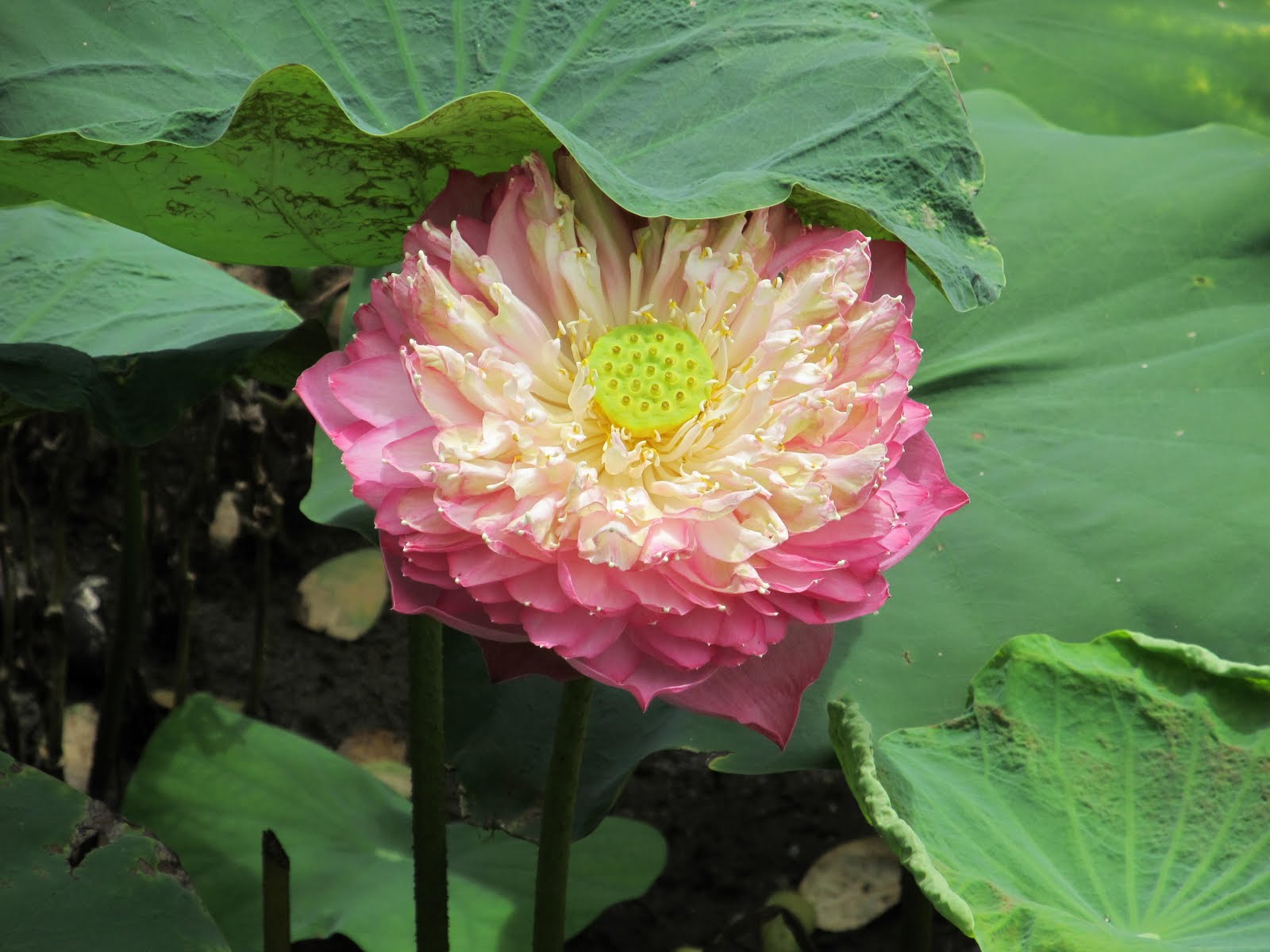 Ms. Specht's Asia Trip: A few Thai plants