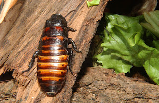 The Cellular Scale: Virtual reality for your robot cockroach