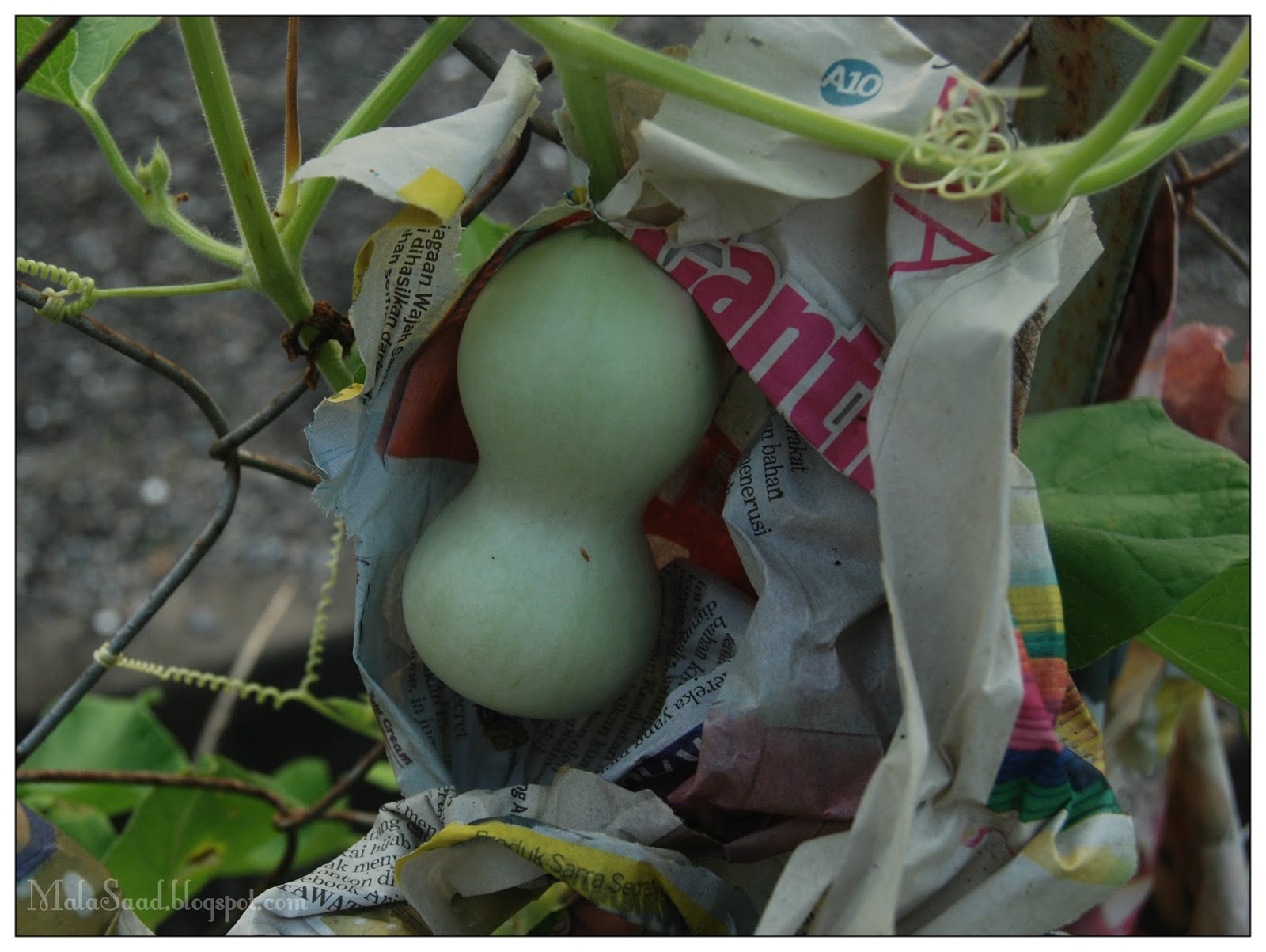 My Green Eye's: Labu Air