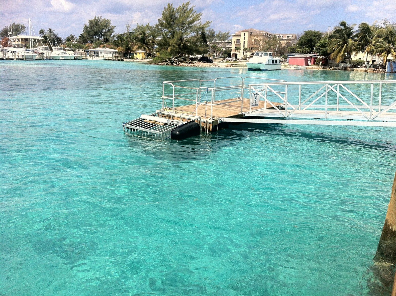 Shark Diver : Shark Diving : Swimming With Sharks: Bimini Bull Run ...