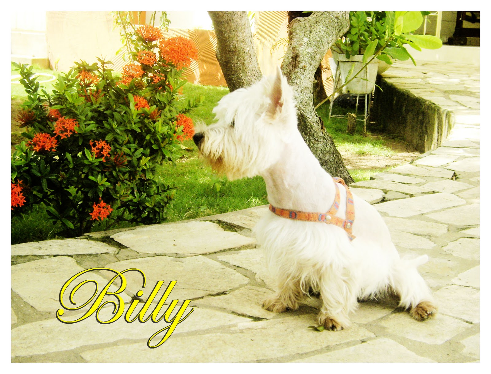 nananeves: West Highland White Terrier (Cachorrinho da IG)
