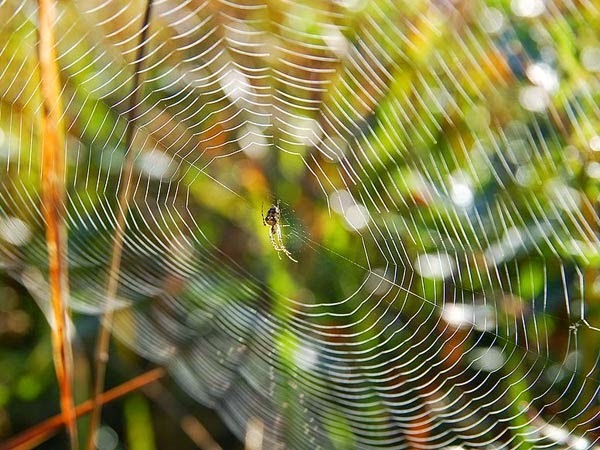 Applied Genetics: Transgenic Goats for Spider Silk: Why Spider Silk?