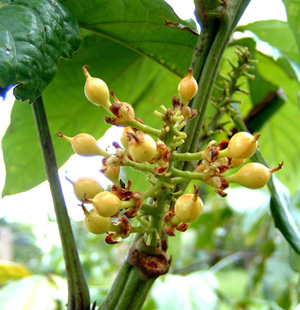 Fruits Of Earth.: Benifits Of Fruits of Earth