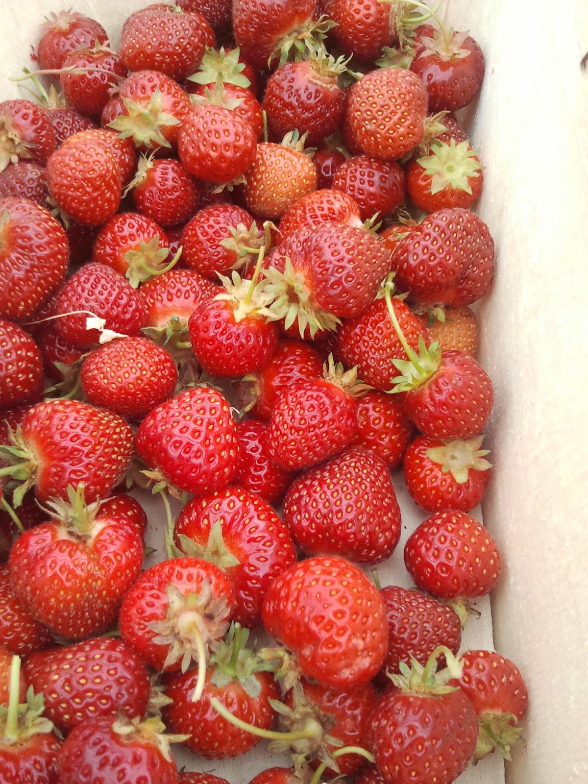un haricot vert: Strawberry Picking at Murphy's: Binbrook, Ontario