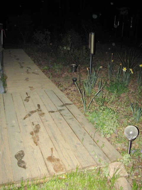 In the Garden: Georgia Pine Pollen