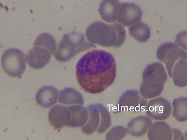 Fichero de Hematología Heber Mayén: Serie Granulocítica: Granulopoyesis