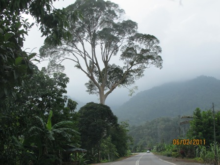 Sarawakiana@2: The Special Tapang Tree of Serian