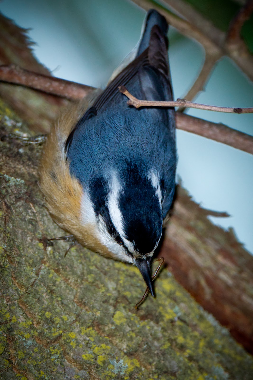 Feather Tailed Stories: Red-breasted Nuthatch