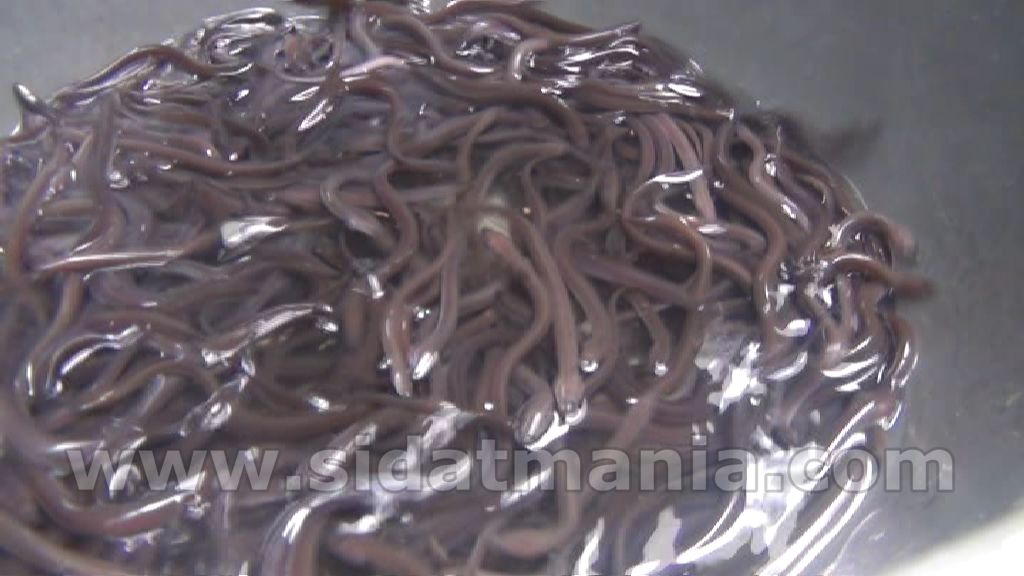 Ikan Sidat Ukuran Elver Jenis Bicolor | Foto Ikan Sidat