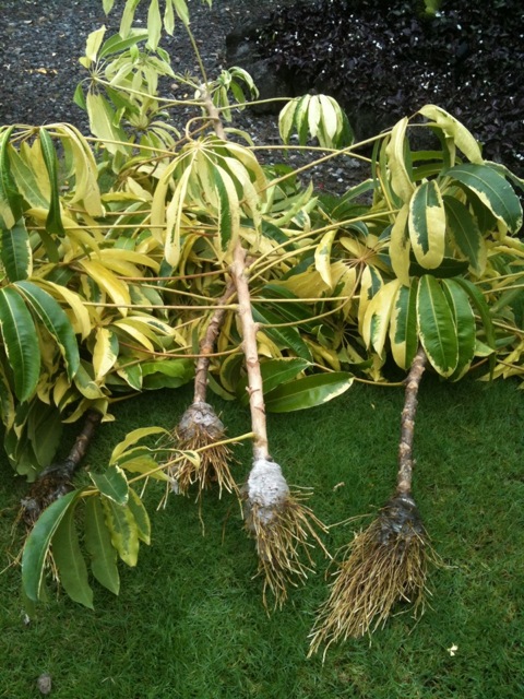 The Opinionated Gardener