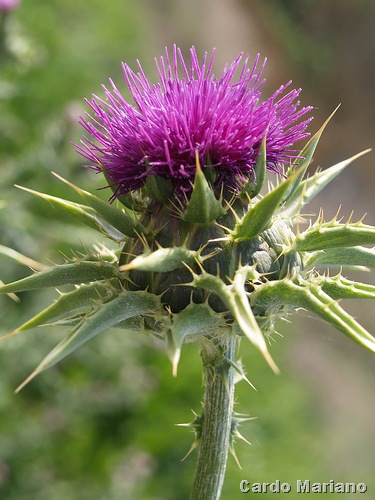 Bramasole, anhelando el sol...: El tecito de la tarde: hoy "Cardo Mariano"
