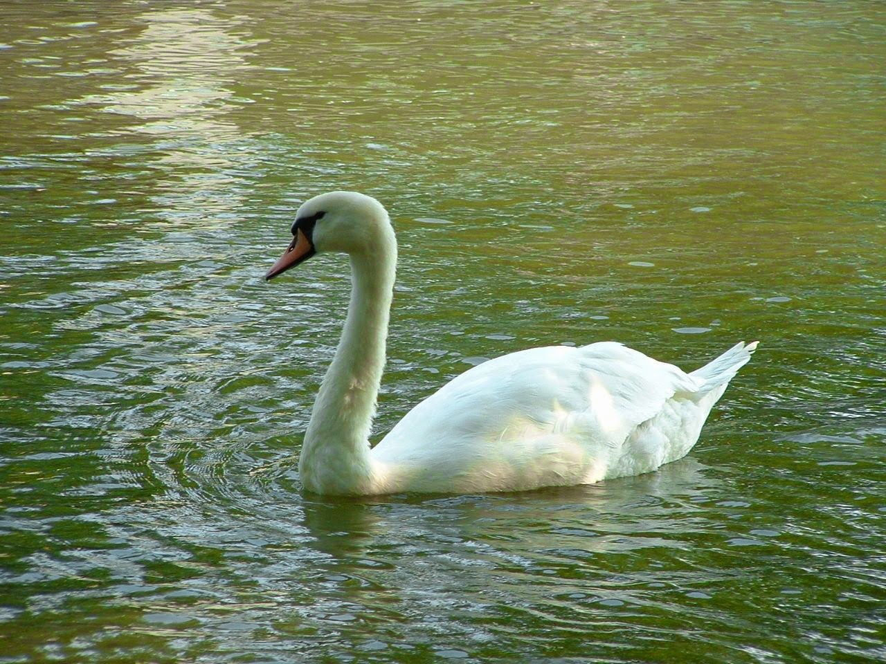 Angélica Italia: UN CANTO ANTES DE MORIR (EL CISNE)