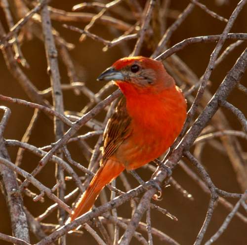 Red tanager images | Birds of India | Bird World
