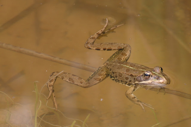 NATURALEZA AL DIA: Las ranas de la charca.