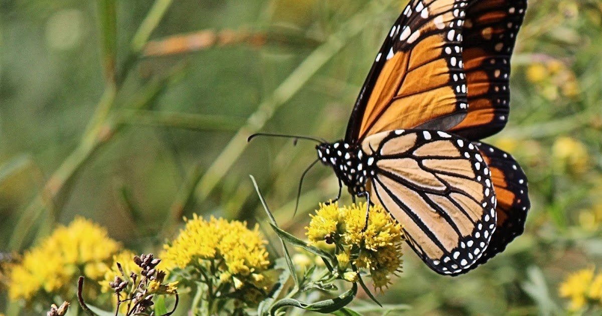 Pretty Poses Monarch Photos