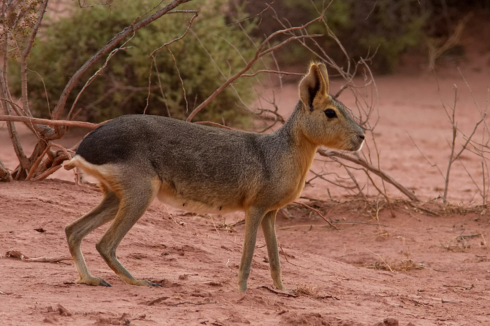 Fur and Feathers 5000: March 2013