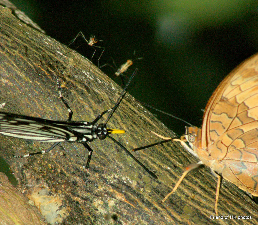 Photographic Wildlife Stories in UK/Hong Kong: Enjoying a drink----tree ...