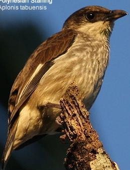 Tongan Tropical Moist Forests: Avifauna