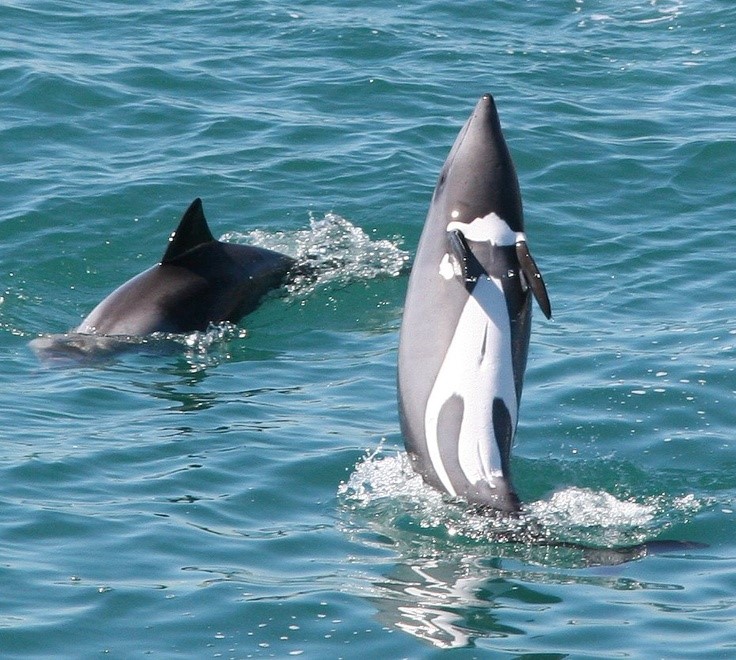 Footsteps To Good Hope