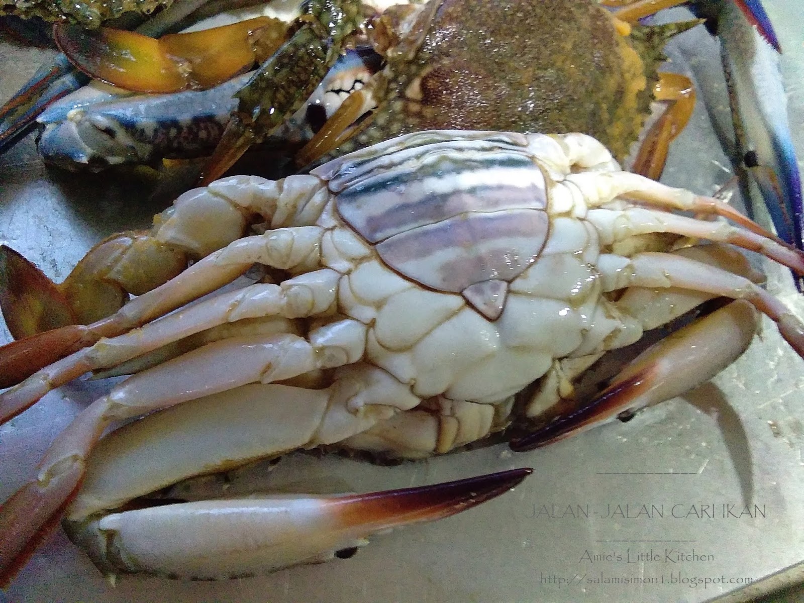 Kenali Jantina Ketam Renjong @ Ketam Bunga - Amie's Little Kitchen