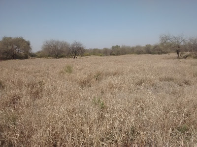 AGRORIOJA: Buffel Grass, un pasto que se adapta muy bien en La Rioja