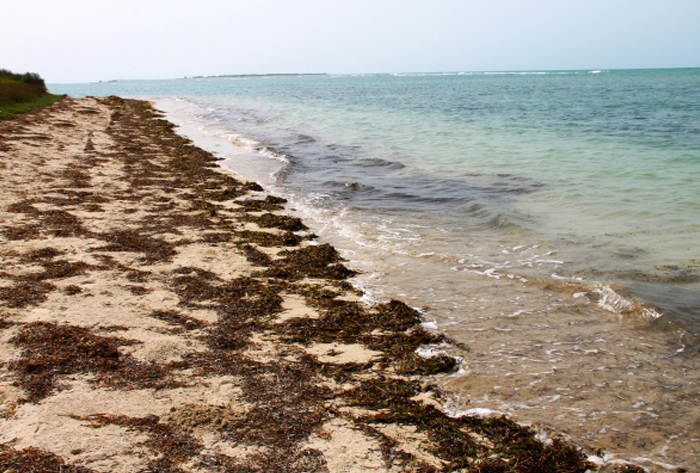 Tamilnadu Tourism: Kurusadai Island, Rameshwaram, Ramanathapuram