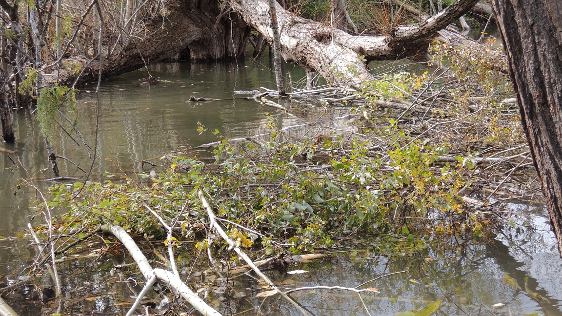 Tales From The Wilds: The Beaver's Winter Forecast?