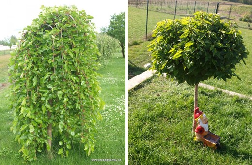 Moruše – ospalé krásky s chutnými plody | Vysněná zahrada