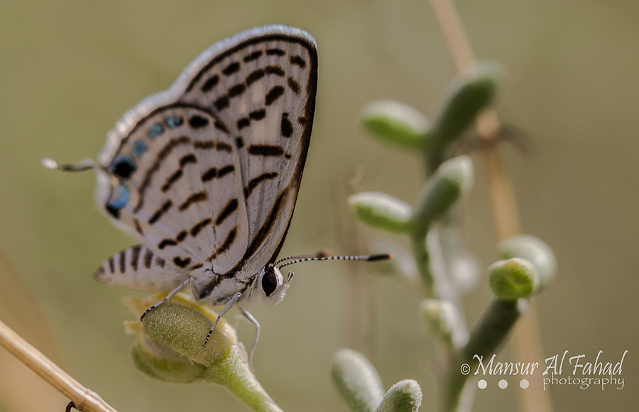 Birds of Saudi Arabia: Balkan Blue Butterfly near Riyadh – Record by ...