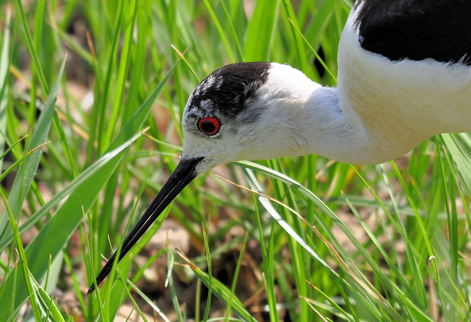 Les meves finestres a la Natura: Els ocells com els veig