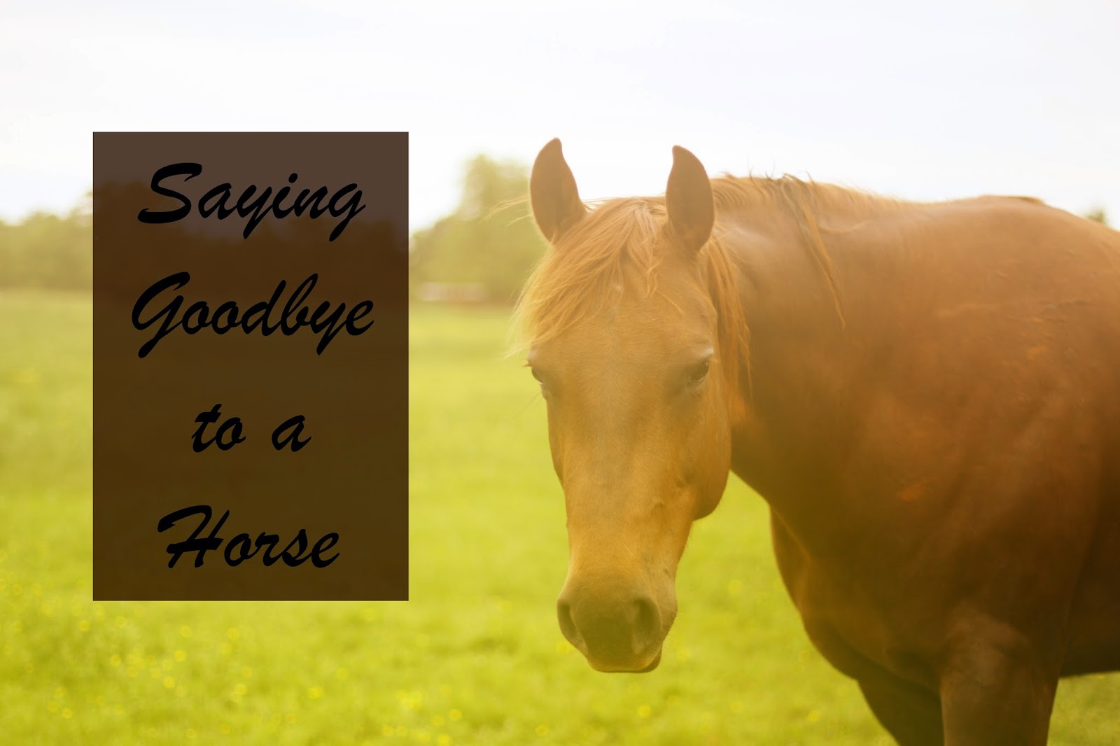 Ride It: Losing a Horse