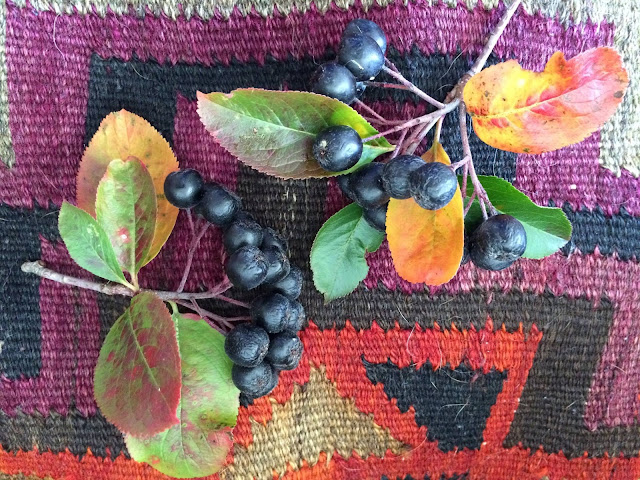 Aroniabær - gratis supermat i nabolaget